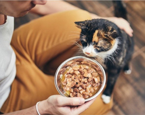 Compana Pet Brands | Pet Care Solutions