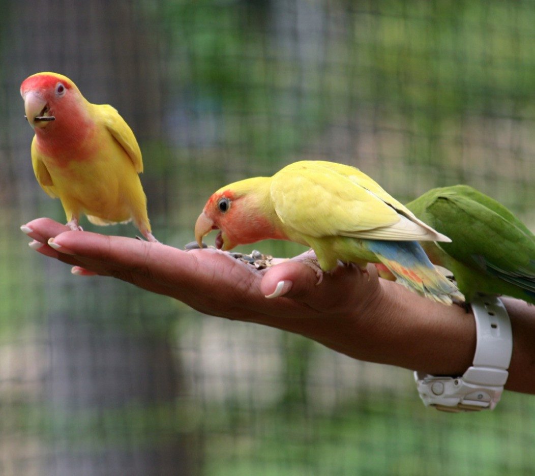 Compana Pet Brands | Pet Care Solutions